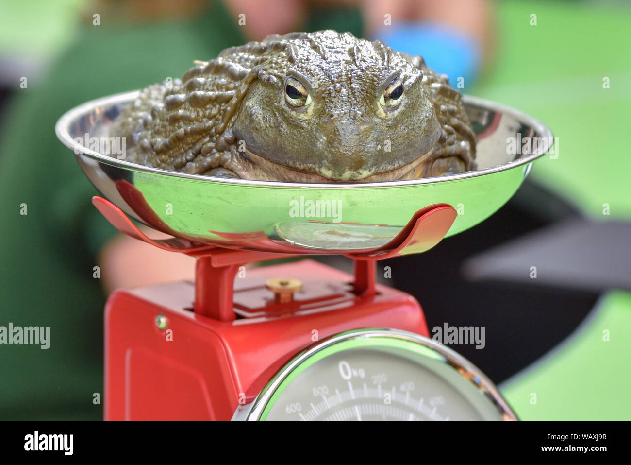 London, UK. 22nd Aug, 2019. African bullfrog (Named Jabba) is being ...