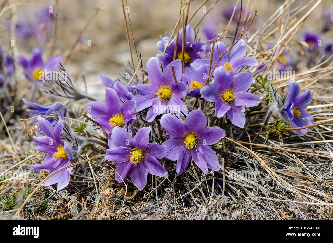 flower is also called urgulka. It grows wild and its flowering is one ...