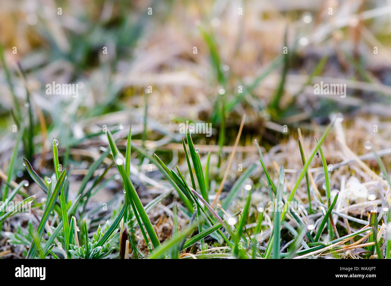 natural green background with selective focus Stock Photo - Alamy