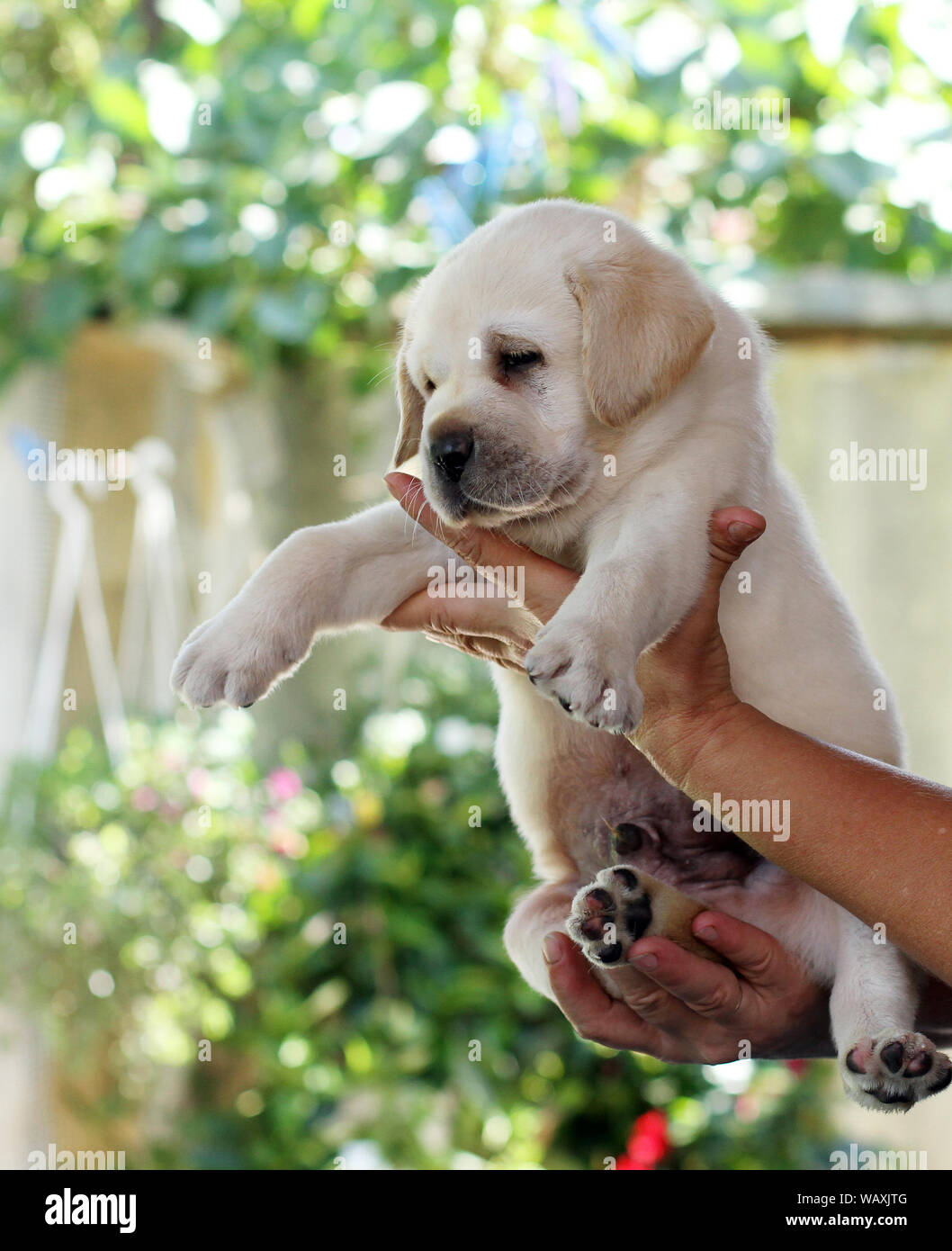 the nice little labrador puppy in hands Stock Photo - Alamy