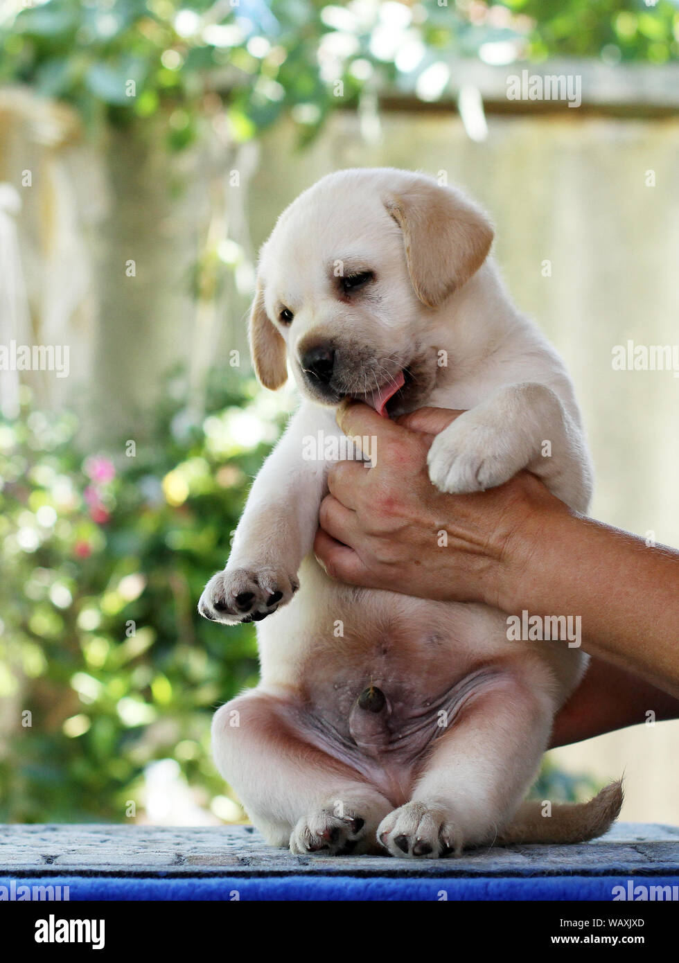 sweet nice little labrador puppy in hands Stock Photo - Alamy