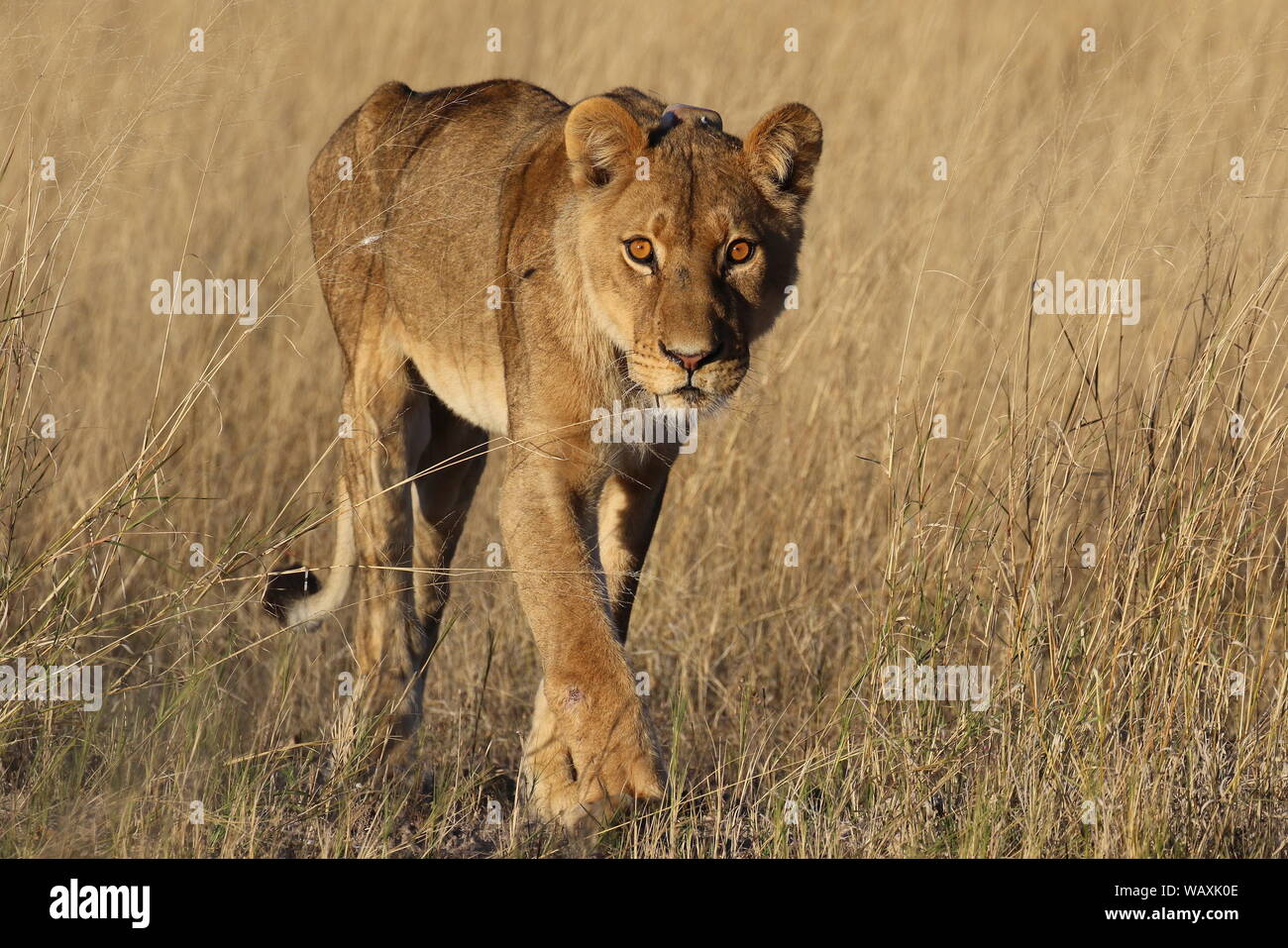 Collared lion hi-res stock photography and images - Alamy