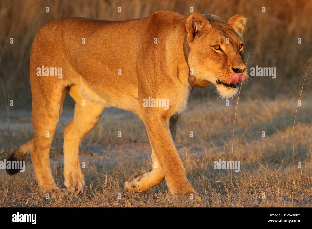 Female lion with tracking collar hi-res stock photography and images ...