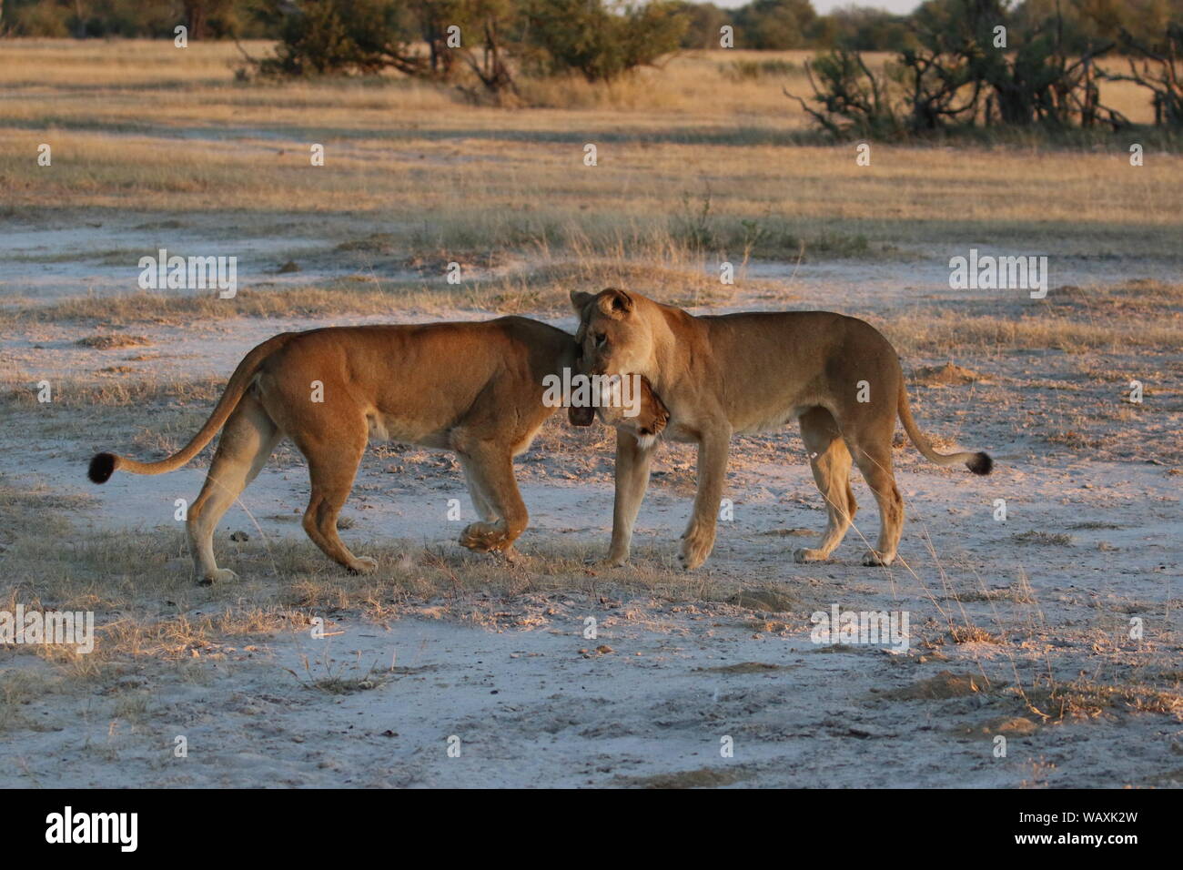 Female lion with tracking collar hi-res stock photography and images ...