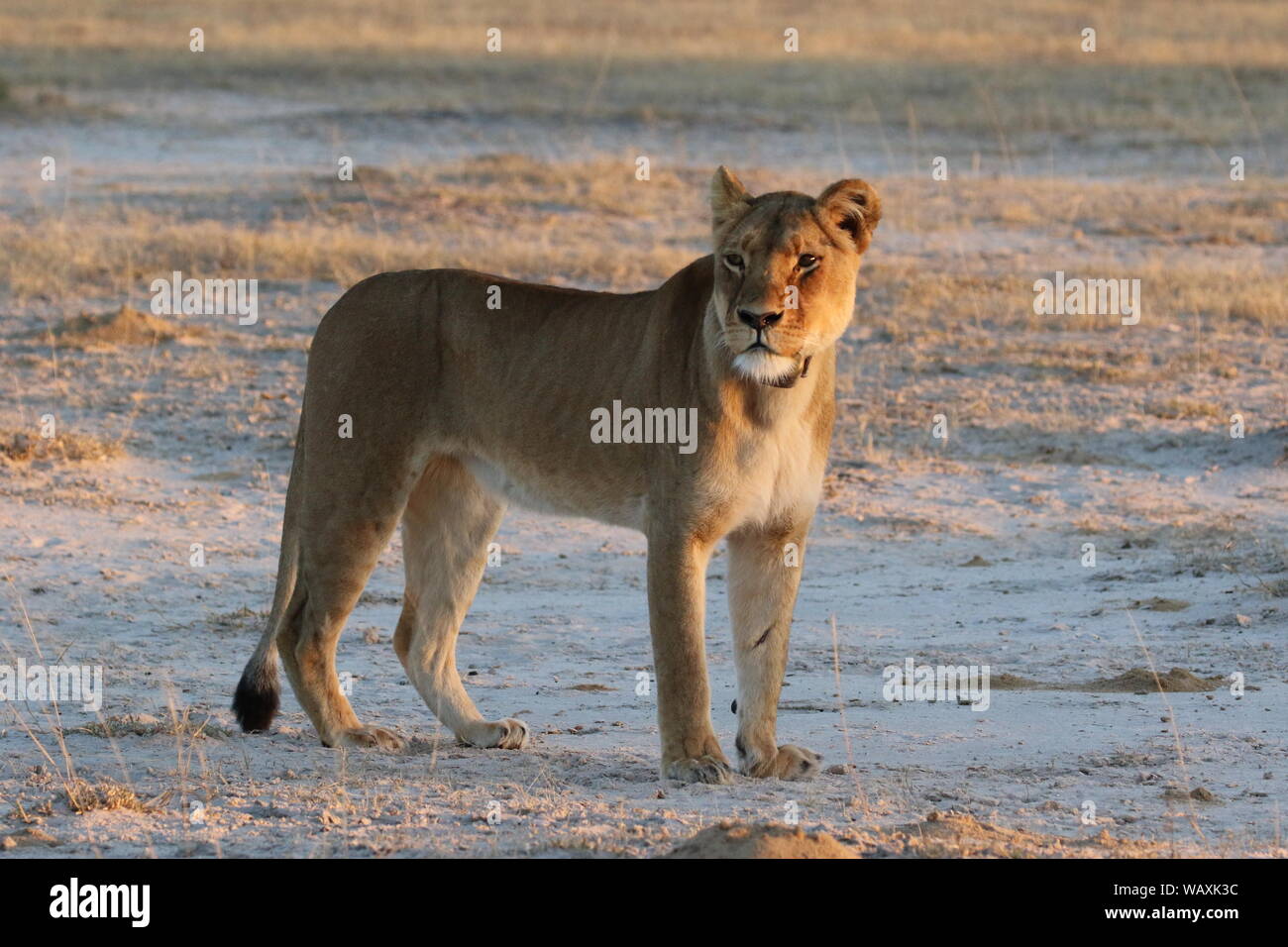 Female lion with tracking collar hi-res stock photography and images ...
