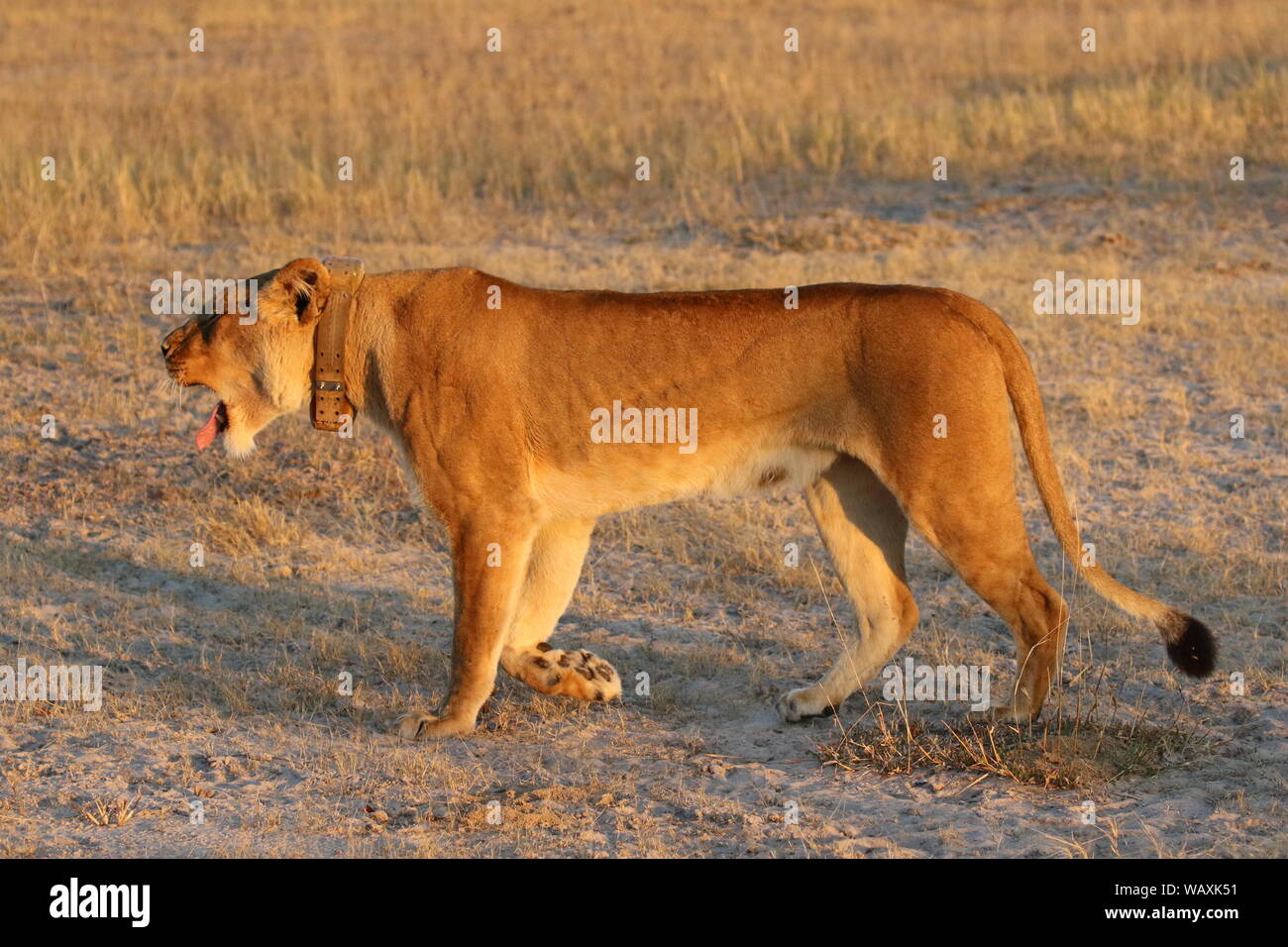 Lion with tracking collar hi-res stock photography and images - Alamy