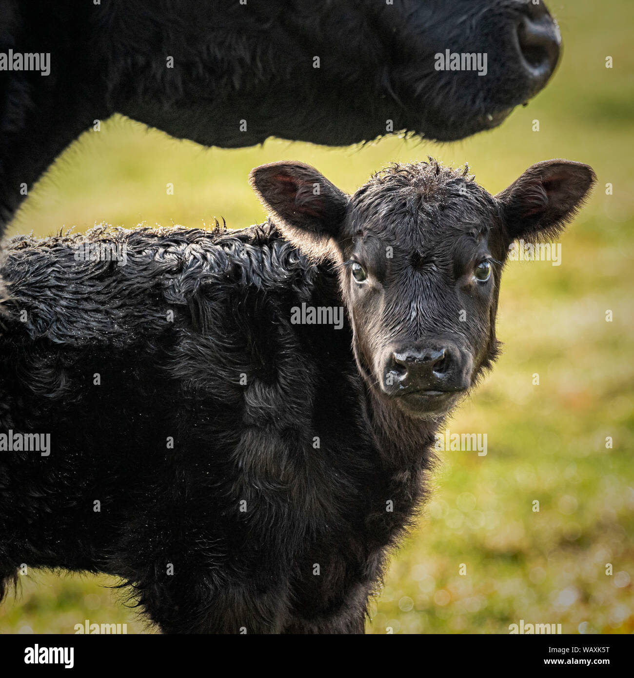 Calf with its mother hi-res stock photography and images - Alamy