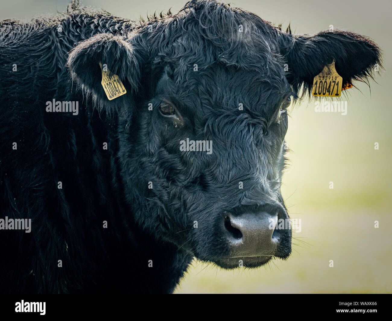 Yellow Cow High Resolution Stock Photography and Images - Alamy