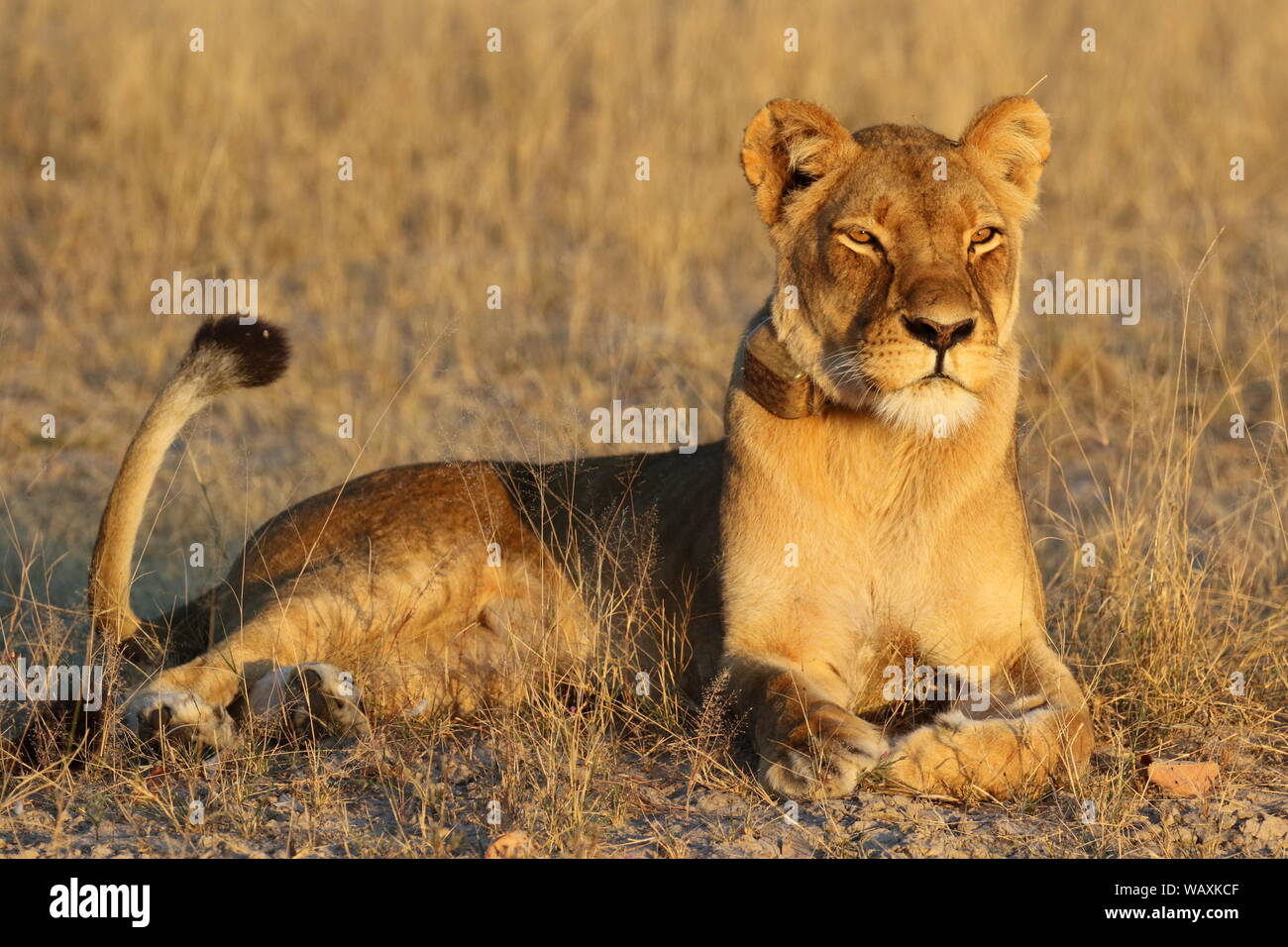 Female lion with tracking collar hi-res stock photography and images ...