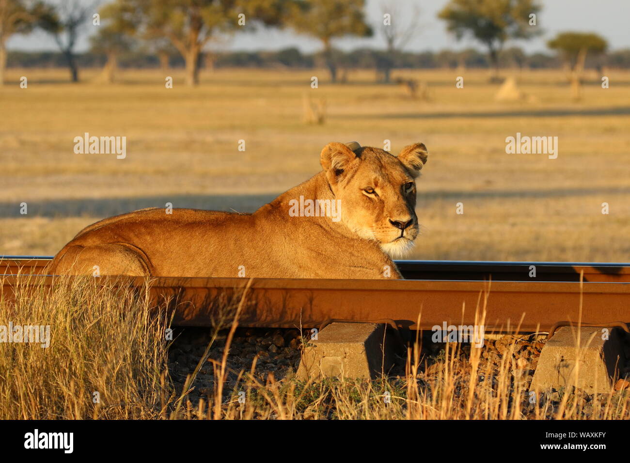 Female lion with tracking collar hi-res stock photography and images ...