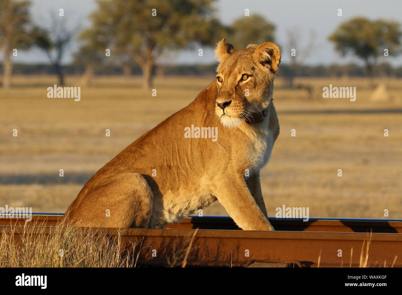 Female lion with tracking collar hi-res stock photography and images ...