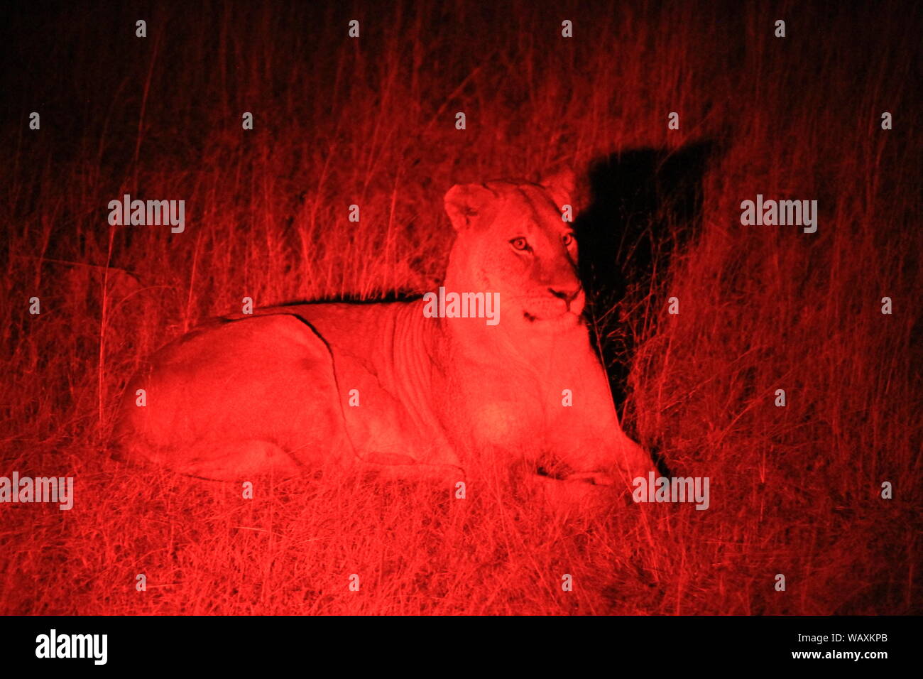 Lion hunt night hi-res stock photography and images - Alamy