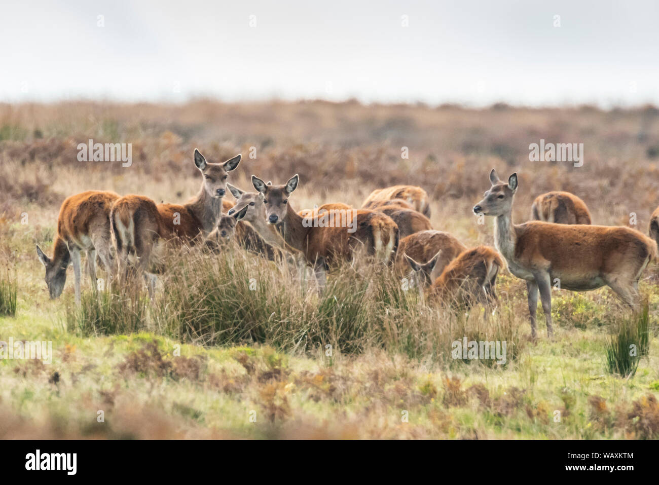 Red deer hinds hi-res stock photography and images - Alamy