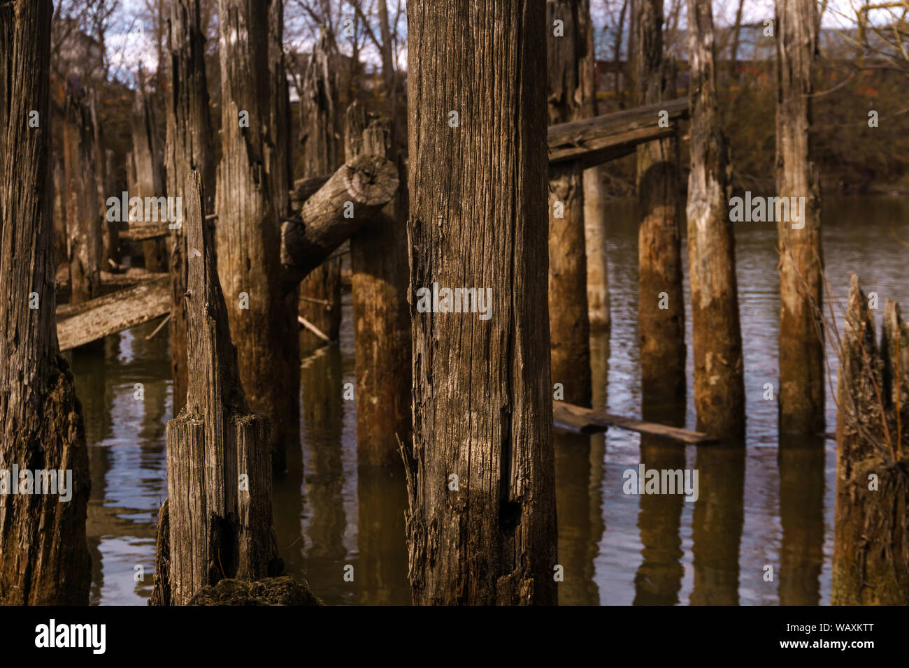 landscape with fragments of wooden piles of old destroyed bridge close ...