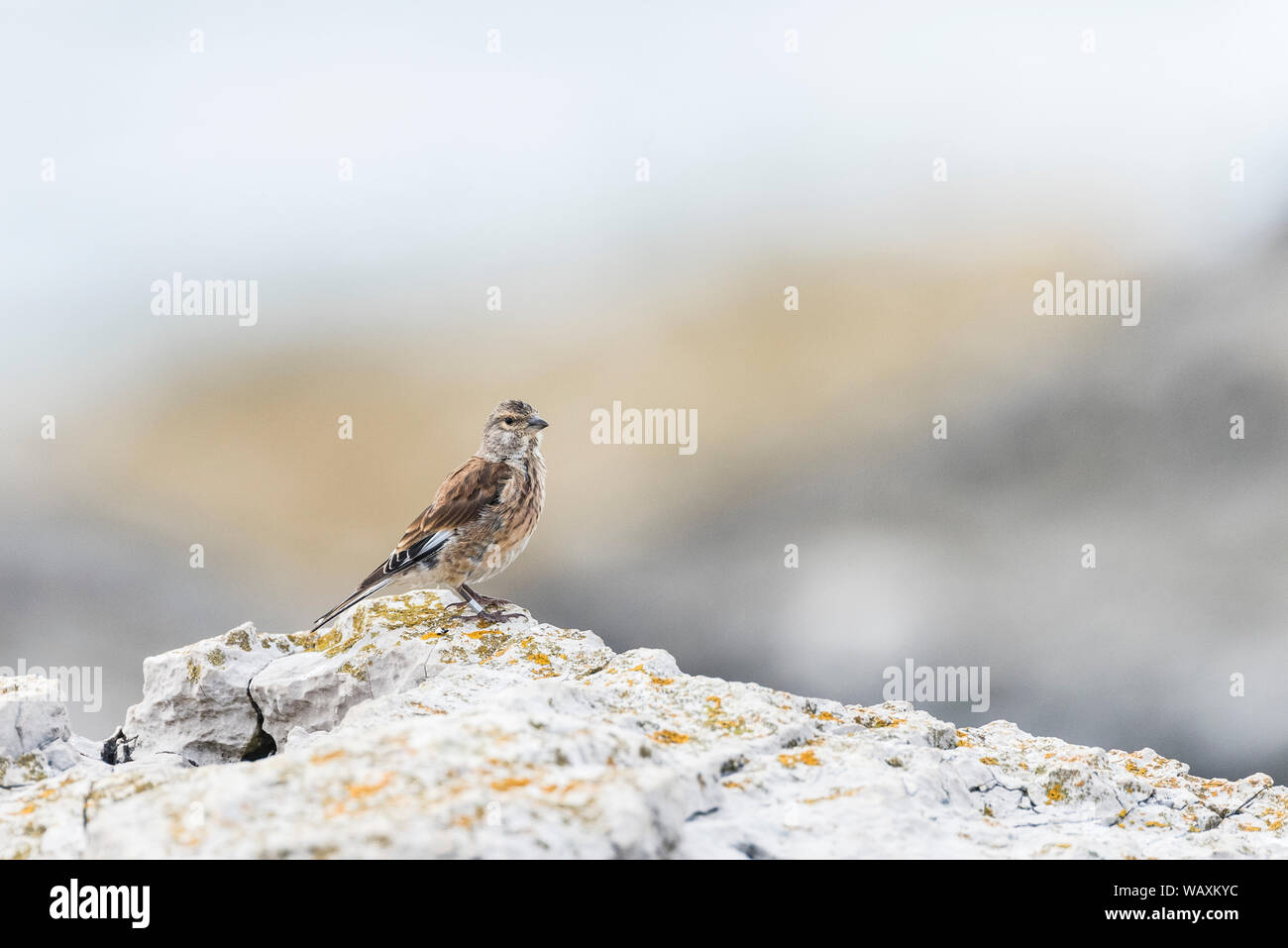 Juvenile linnet hi-res stock photography and images - Alamy