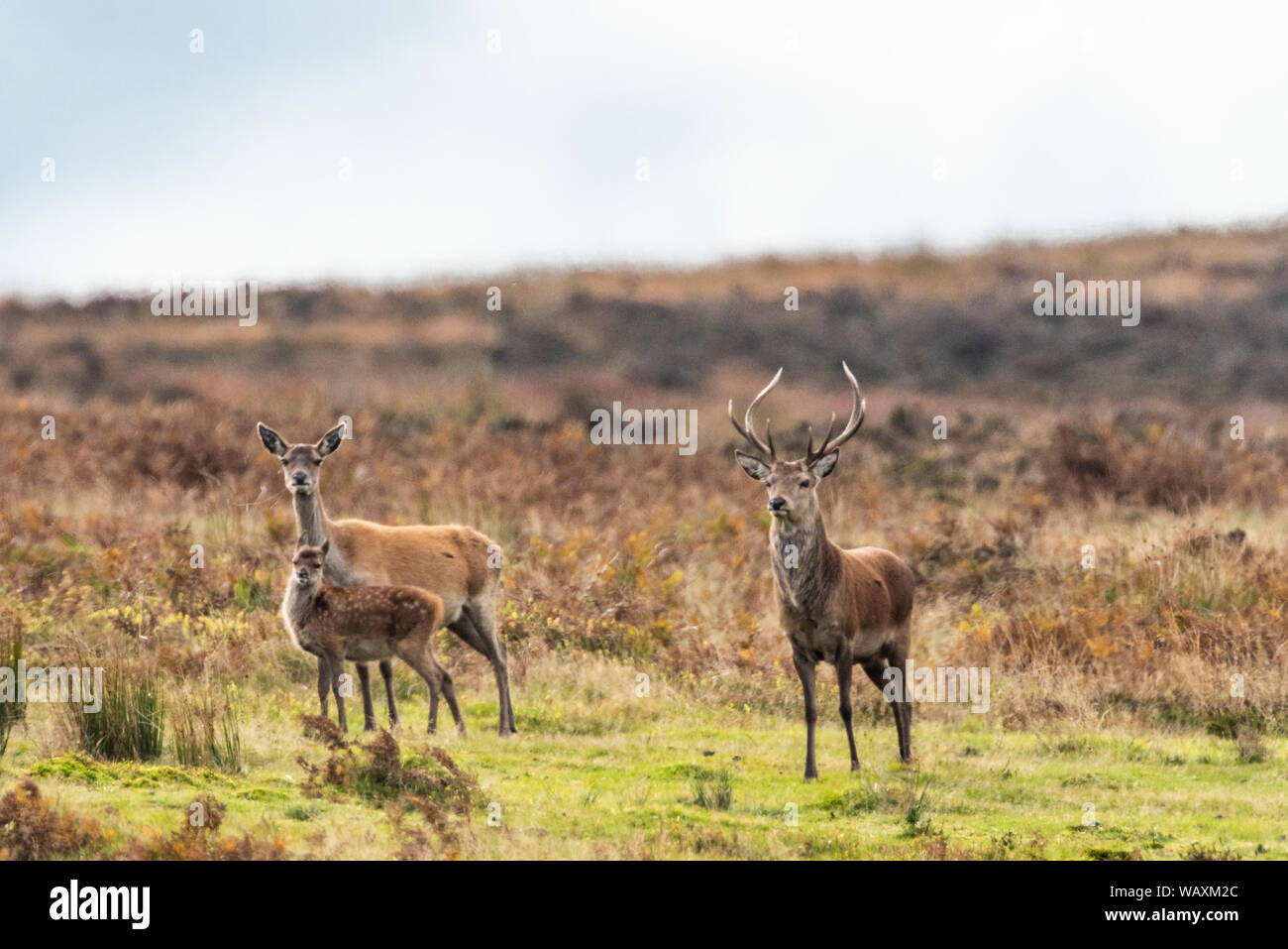 Red deer on Exmoor, stag, hind and fawn Stock Photo - Alamy