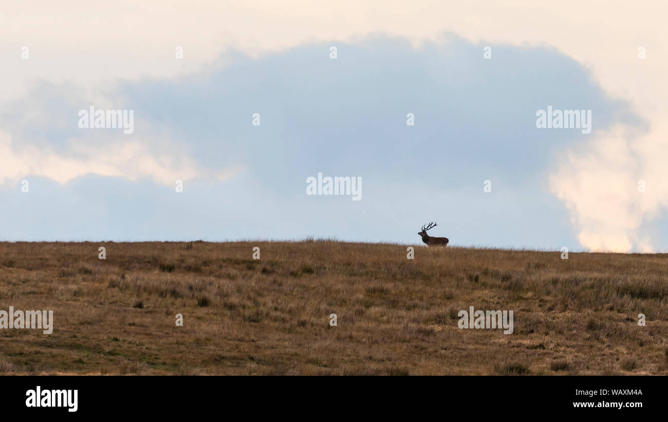Red deer on Exmoor, large stag silhouetted on the hillside Stock Photo ...