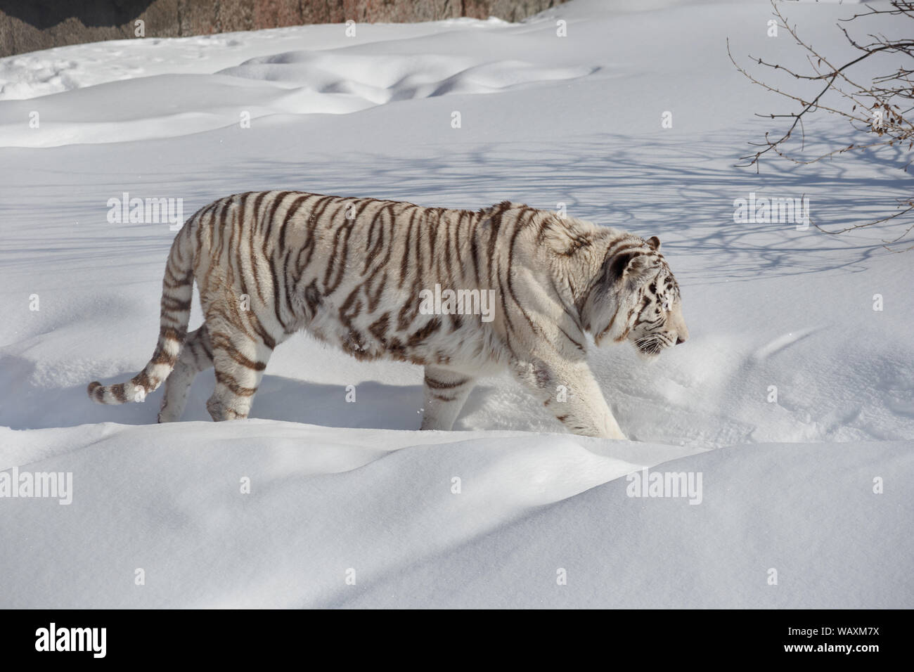 White Bengal Tiger In The Wild