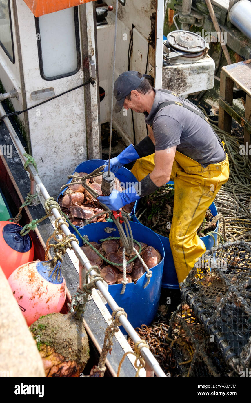 Unloading the catch. Fresh crabs in the Cornish Vilage of coverack on ...