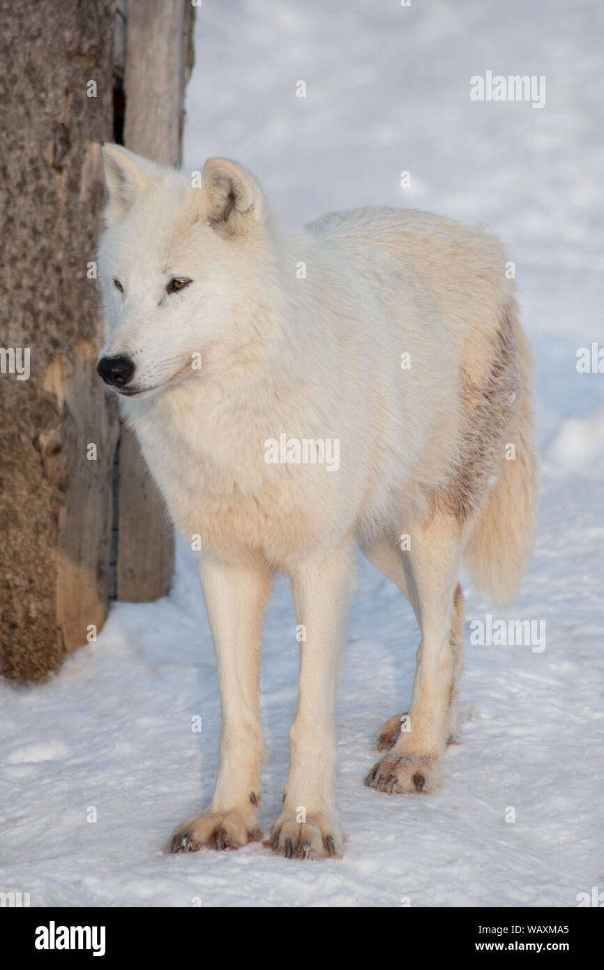 Wild alaskan tundra wolf is standing on a white snow. Canis lupus ...