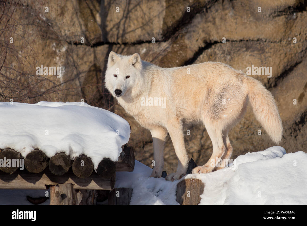 Wild alaskan tundra wolf is looking at the camera. Canis lupus arctos ...