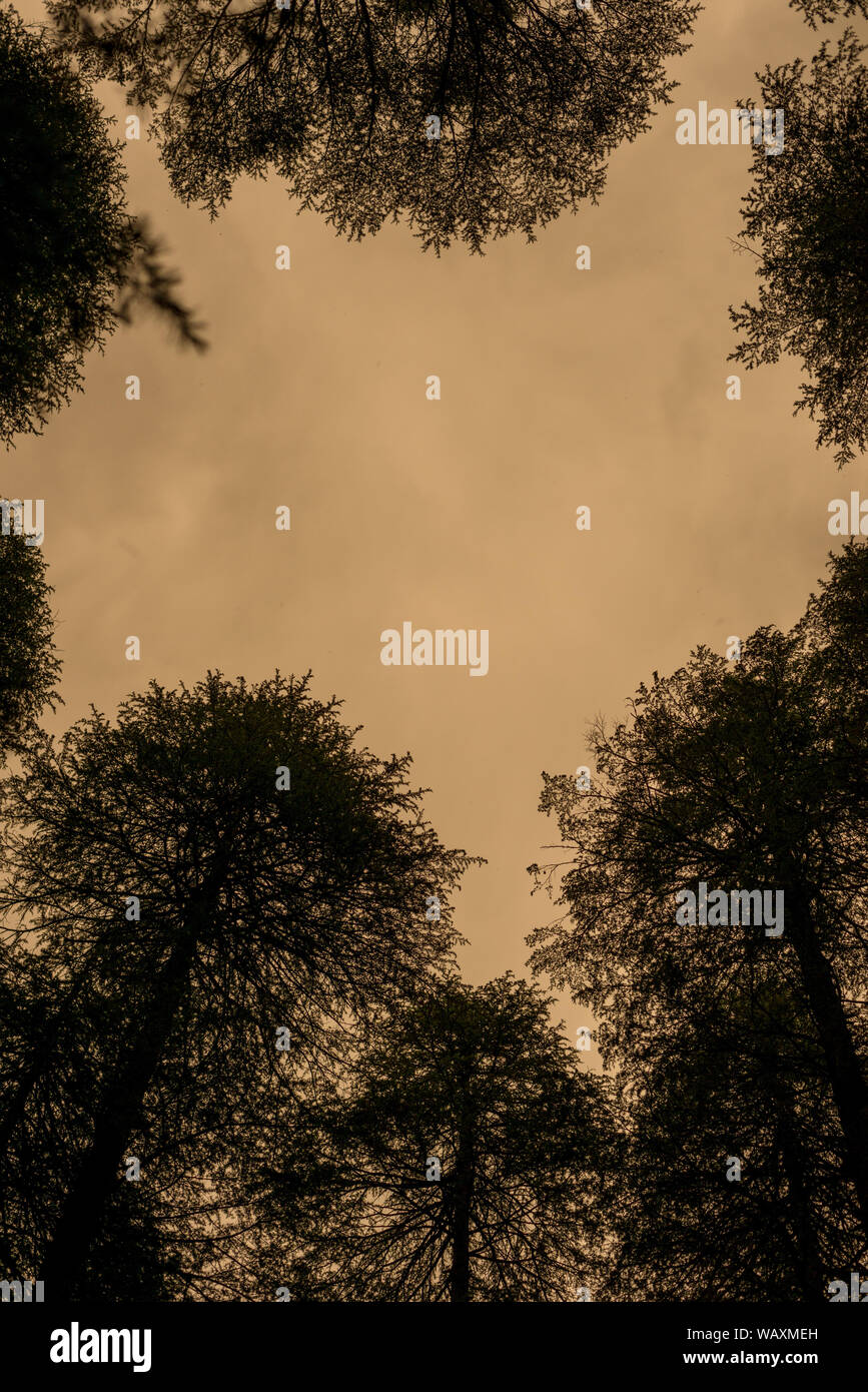 Van Vihar Forest in Manali Stock Photo - Alamy