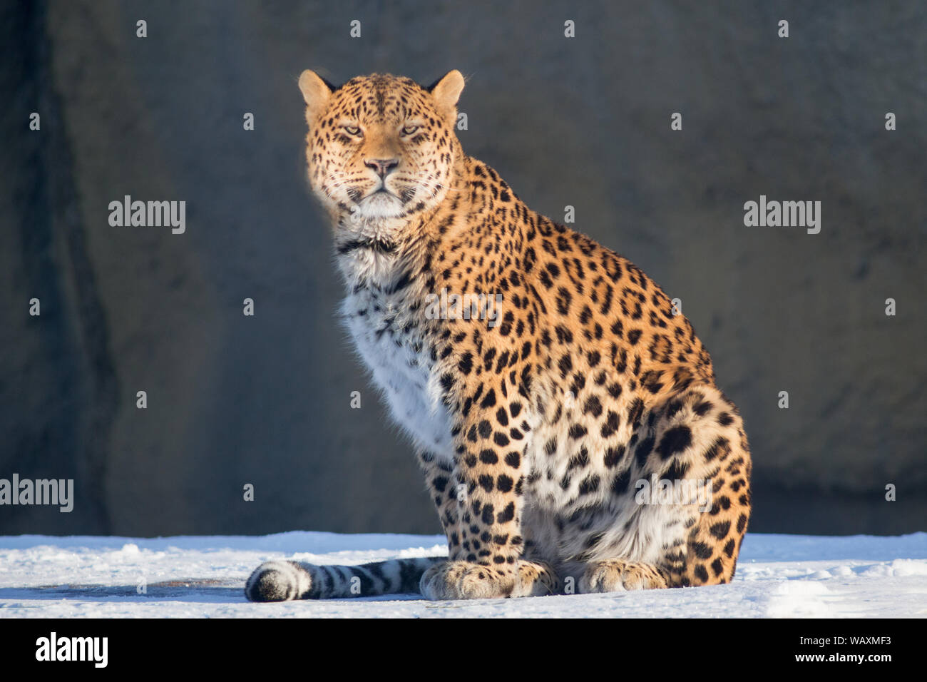 Wild leopard is looking at the camera. Panthera pardus. Animals in ...