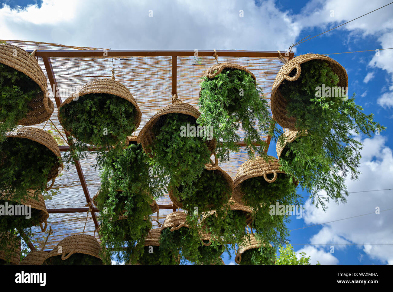 Flowers in baskets upside down hanging from the ceiling Stock Photo - Alamy