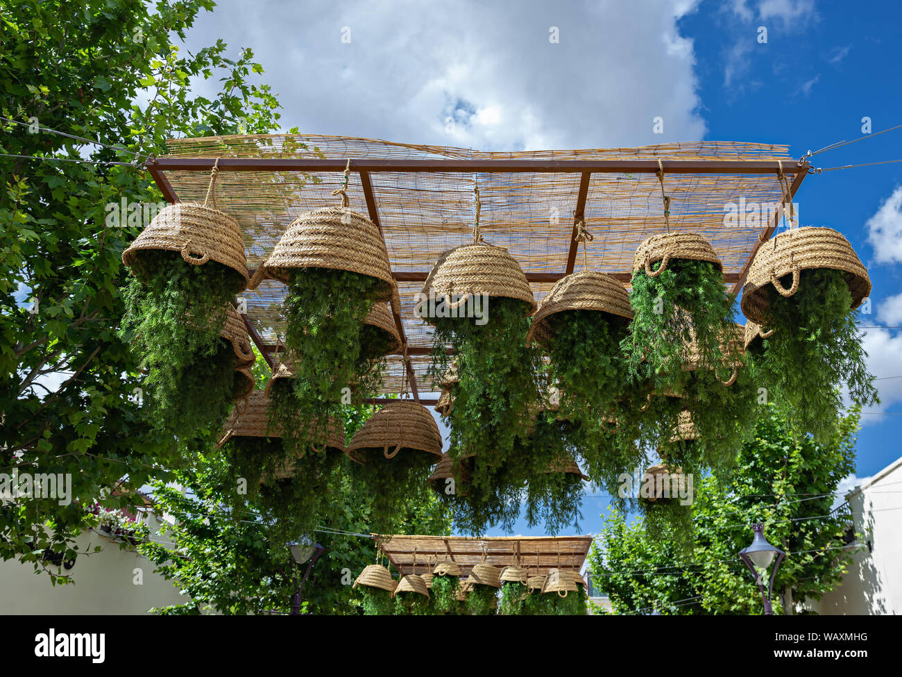 Flowers in baskets upside down hanging from the ceiling Stock Photo - Alamy