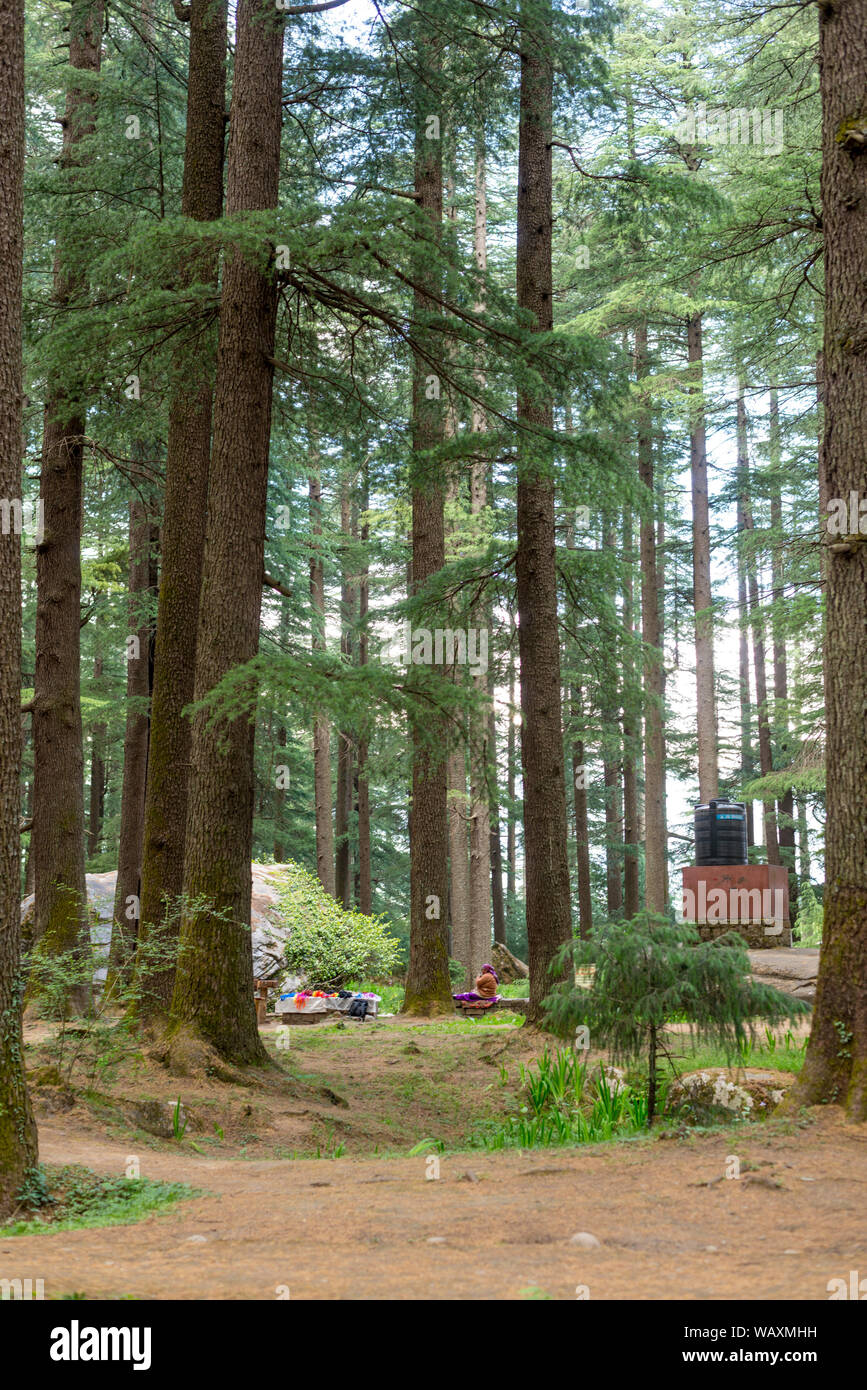Van Vihar Forest in Manali Stock Photo - Alamy