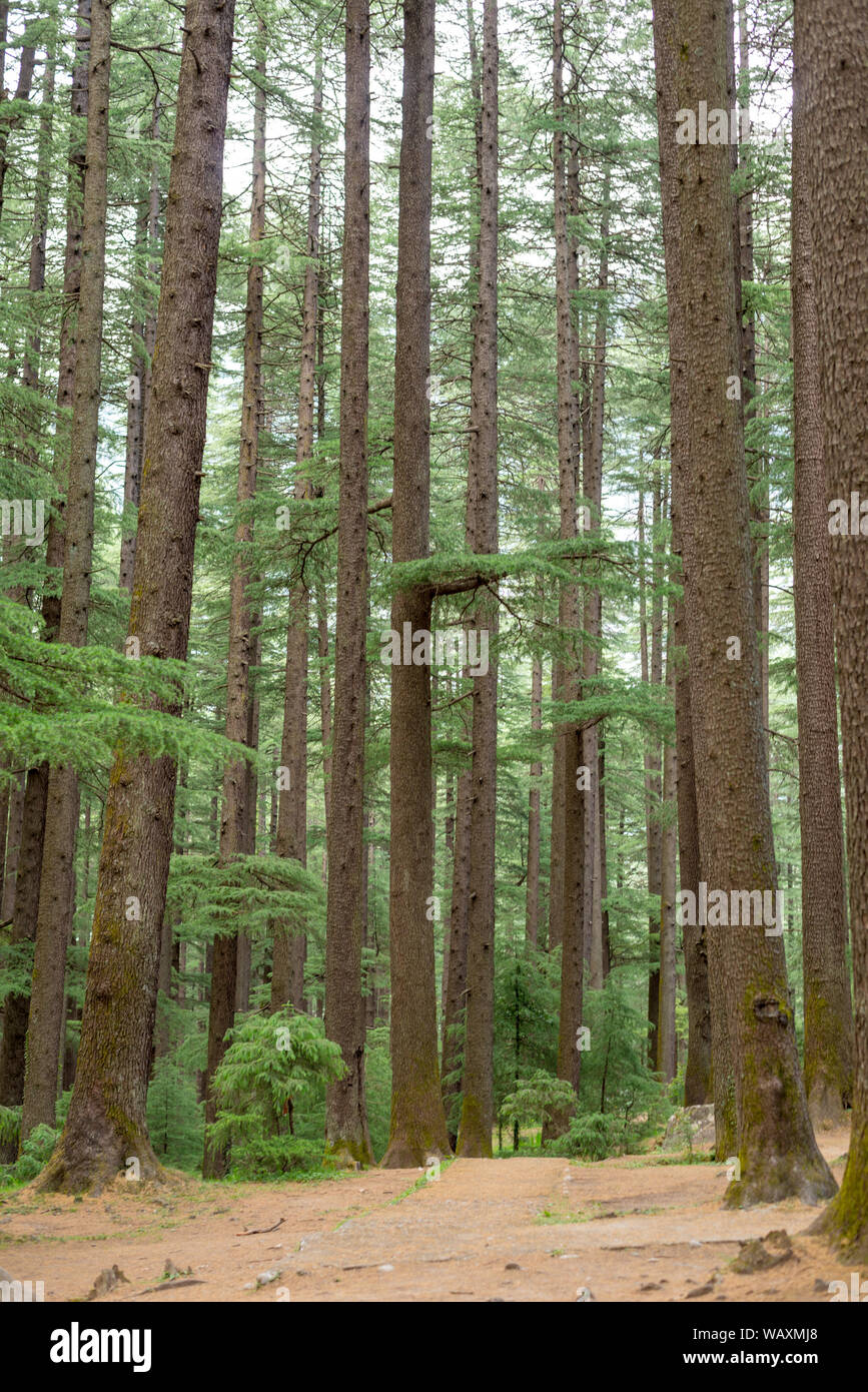 Van Vihar Forest in Manali Stock Photo - Alamy