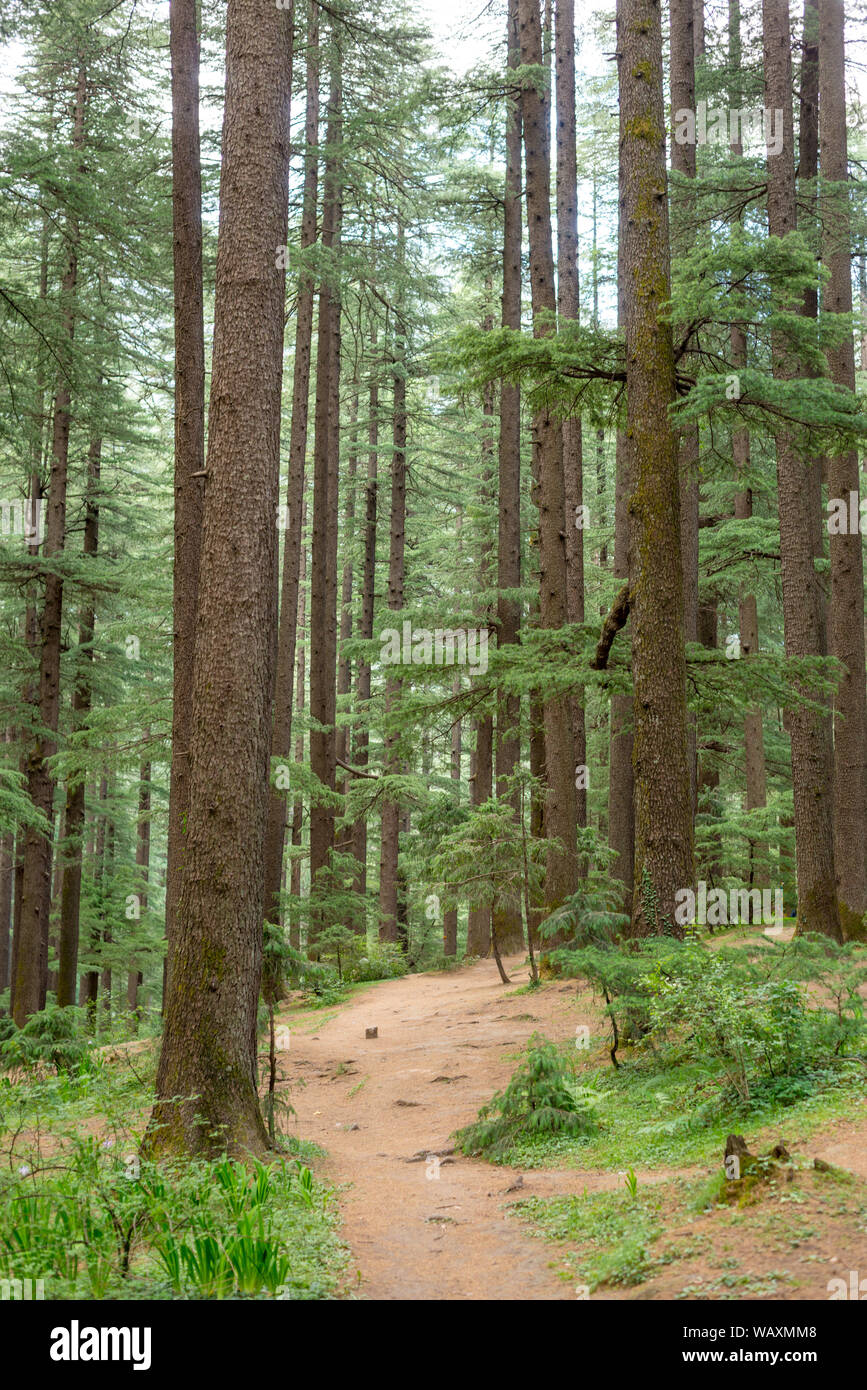 Van Vihar Forest in Manali Stock Photo - Alamy