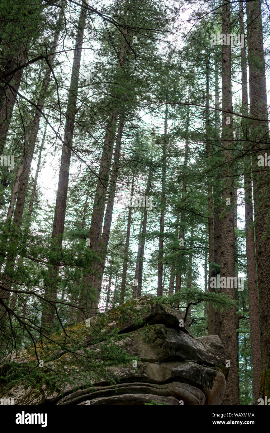 Van Vihar Forest in Manali Stock Photo - Alamy
