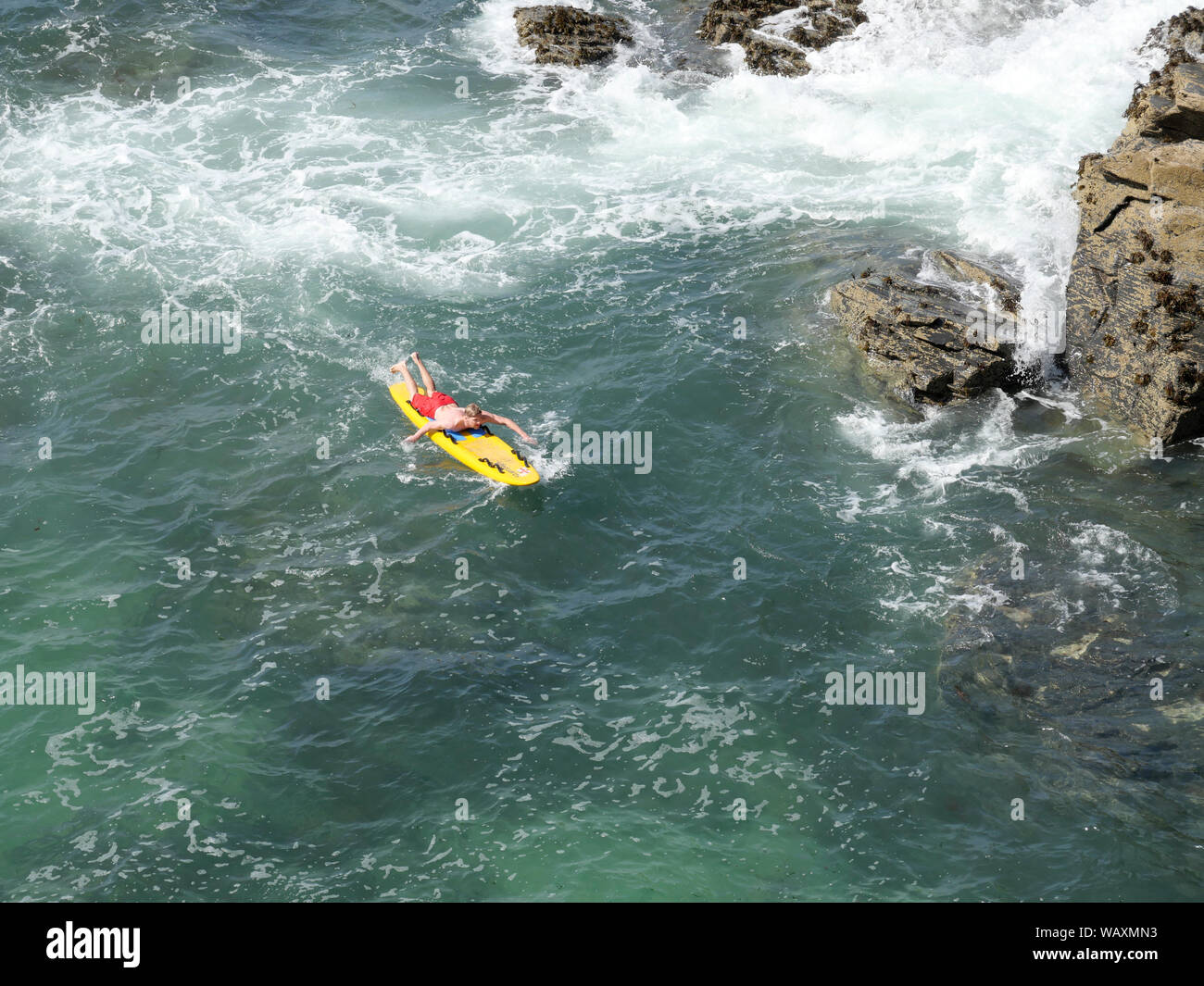 Lifeguard dog hi-res stock photography and images - Alamy