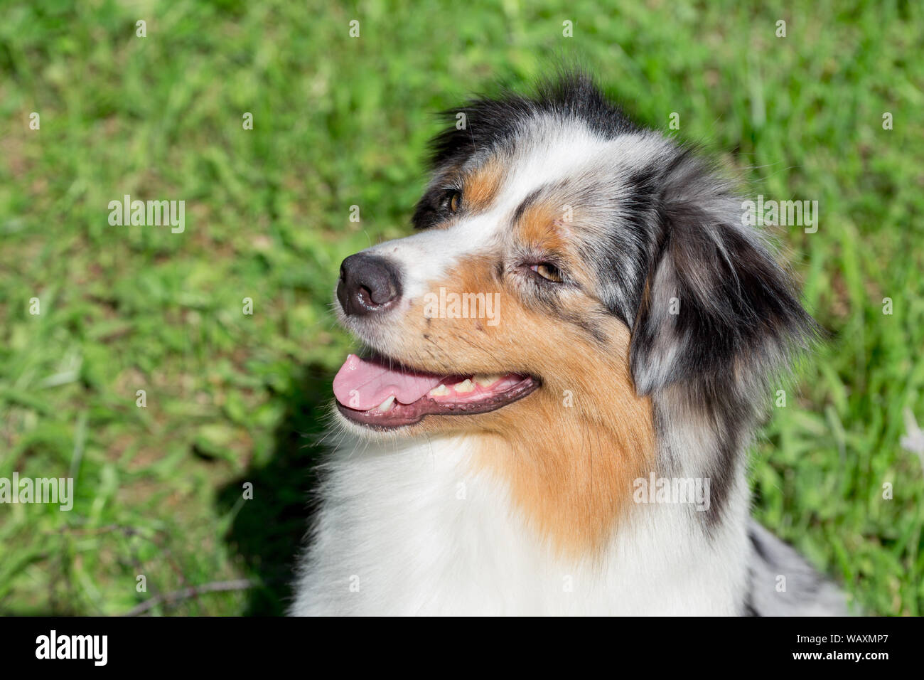 Portrait of cute australian shepherd puppy. Pet animals. Purebred dog ...