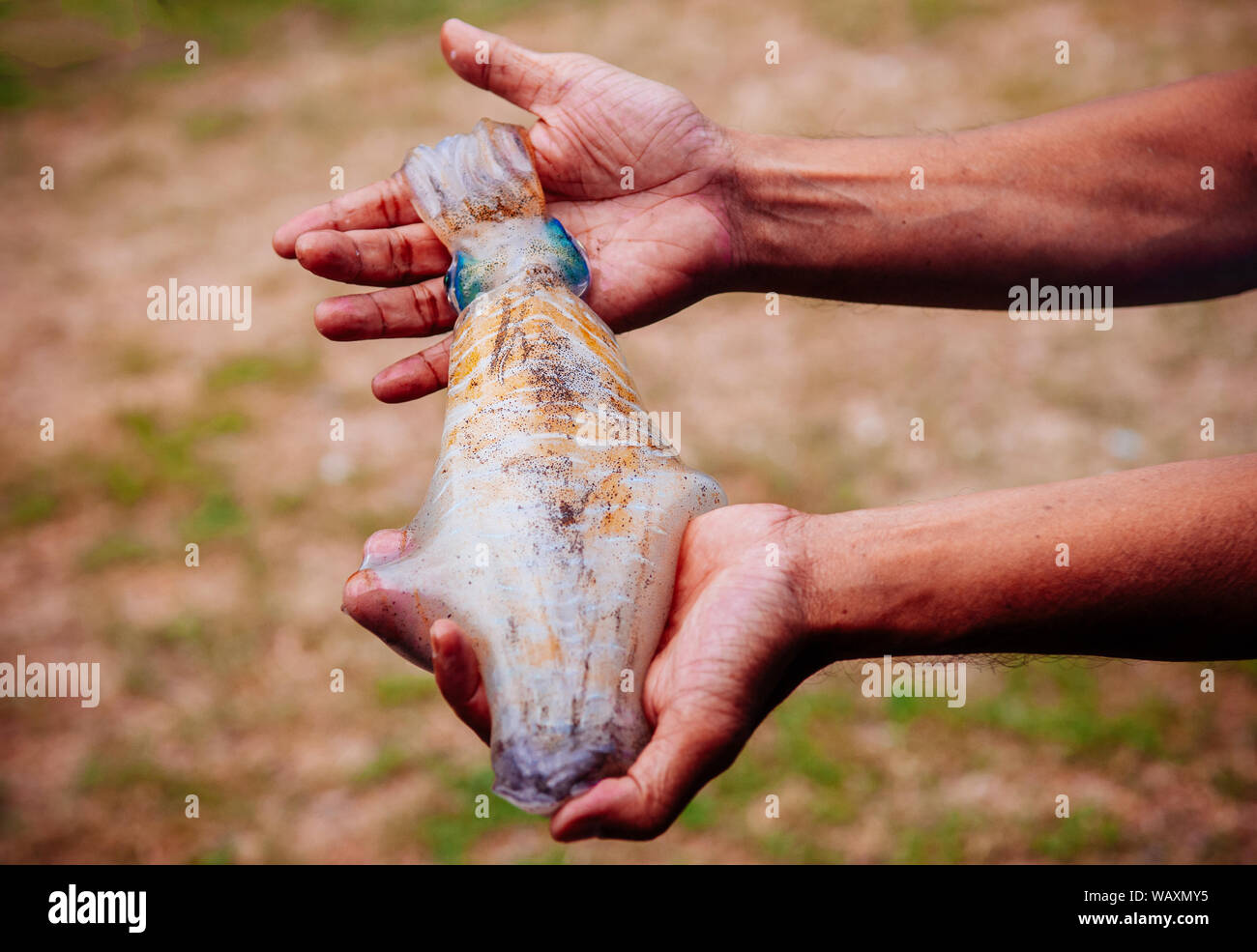 Beautiful very fresh raw cuttlefish squids in man hands - catch of the ...
