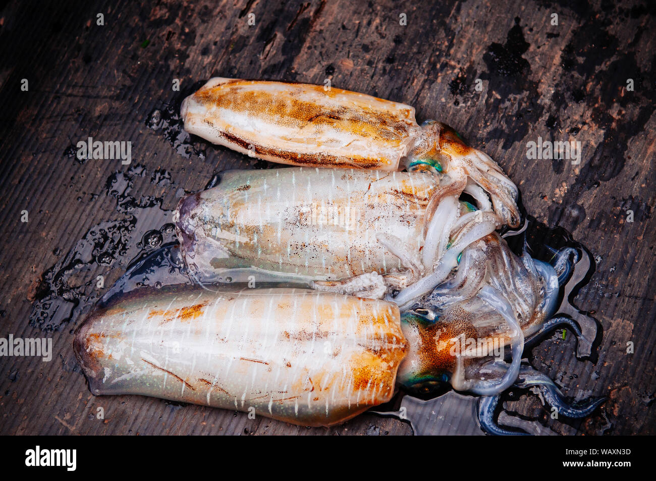 Beautiful shiny fresh raw cuttlefish squids close up detail - catch of ...