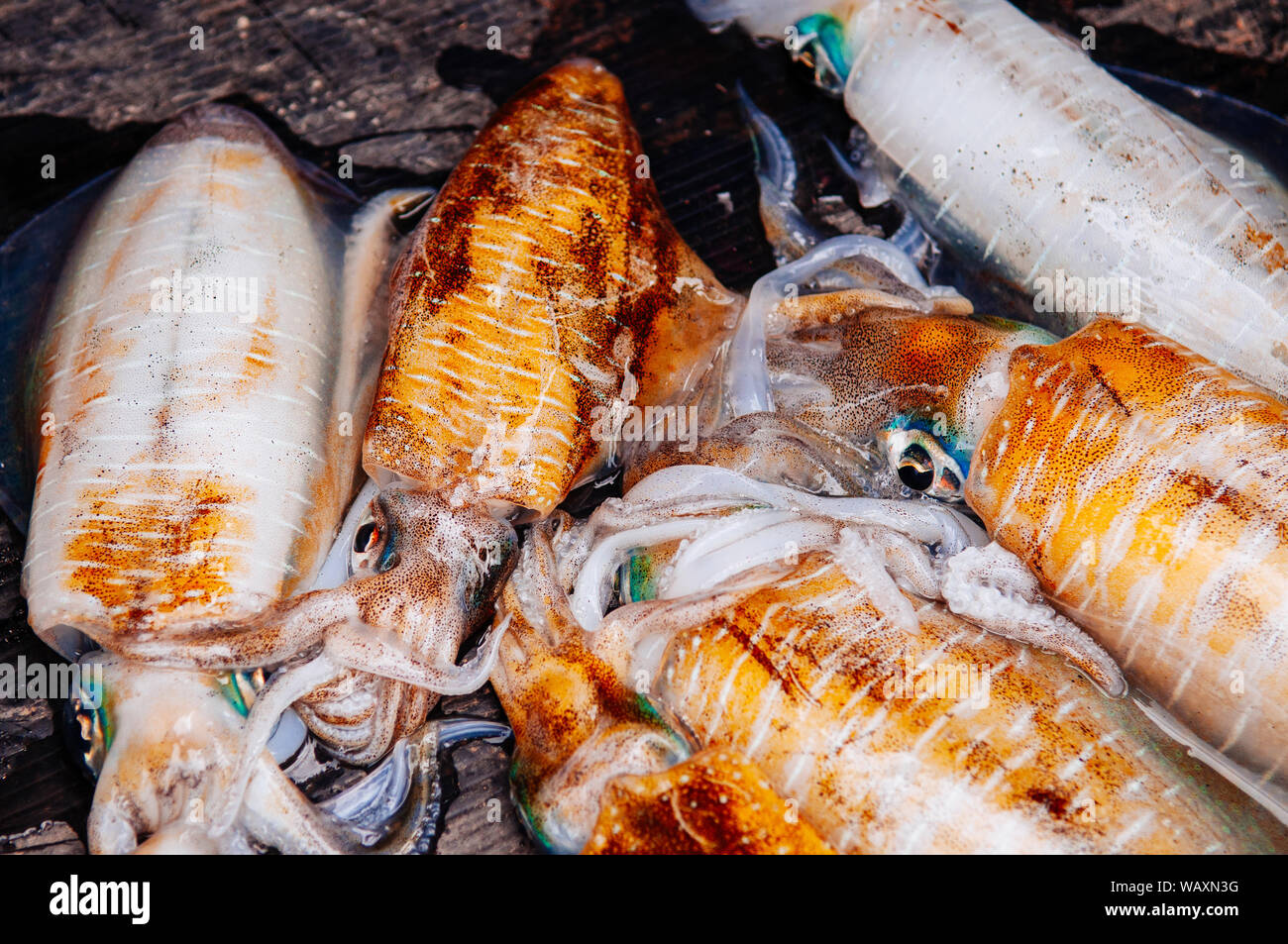 Beautiful shiny fresh raw cuttlefish squids close up detail - catch of ...