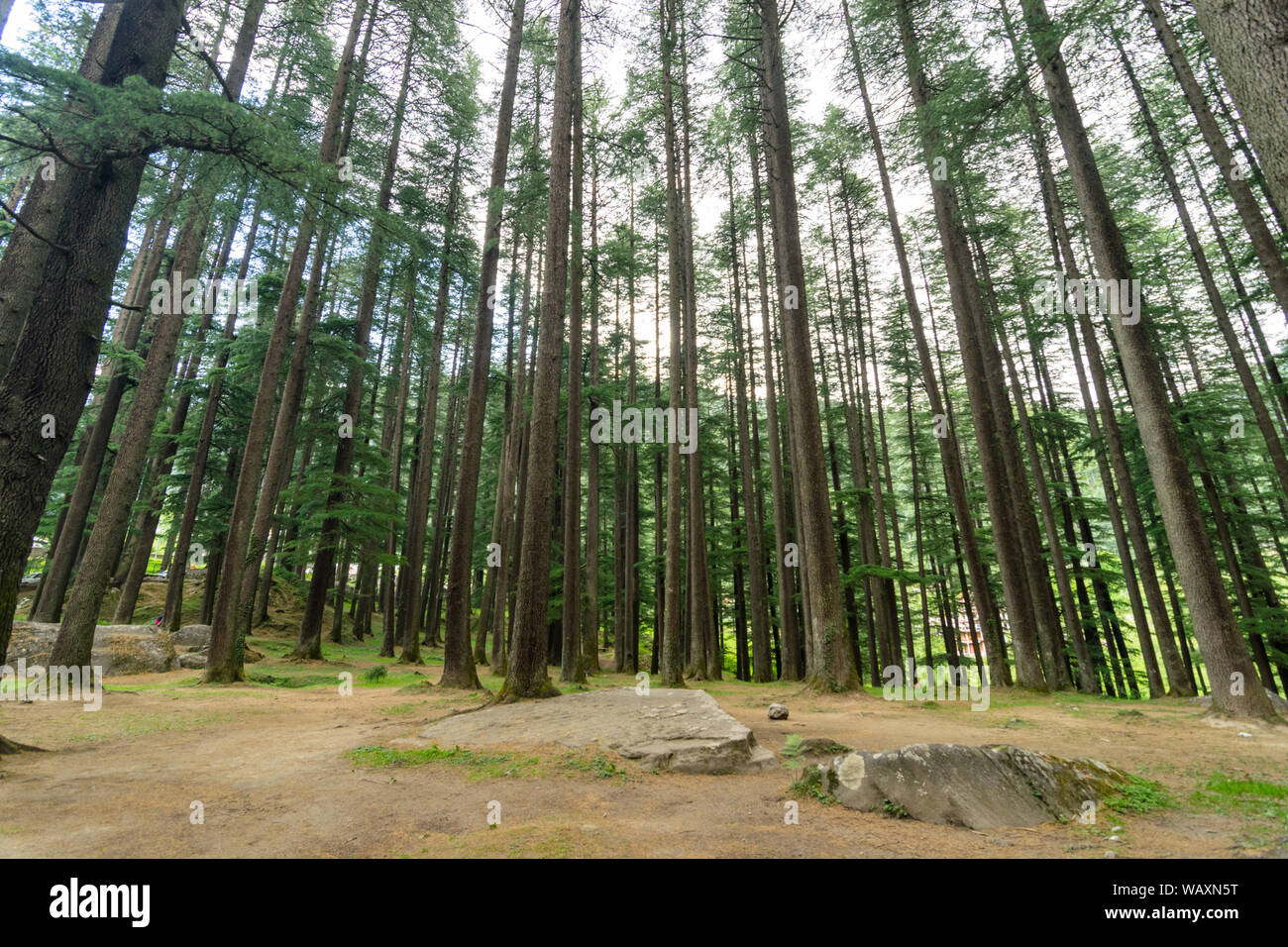 Van Vihar Forest in Manali Stock Photo - Alamy