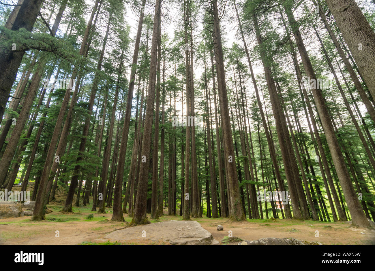 Van Vihar Forest in Manali Stock Photo - Alamy