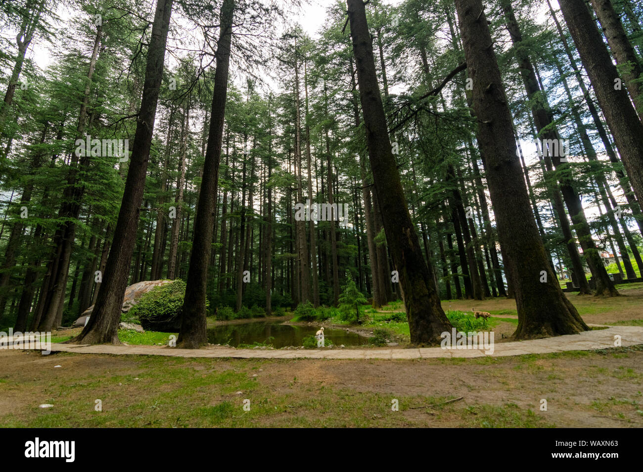 Van Vihar Forest in Manali Stock Photo - Alamy