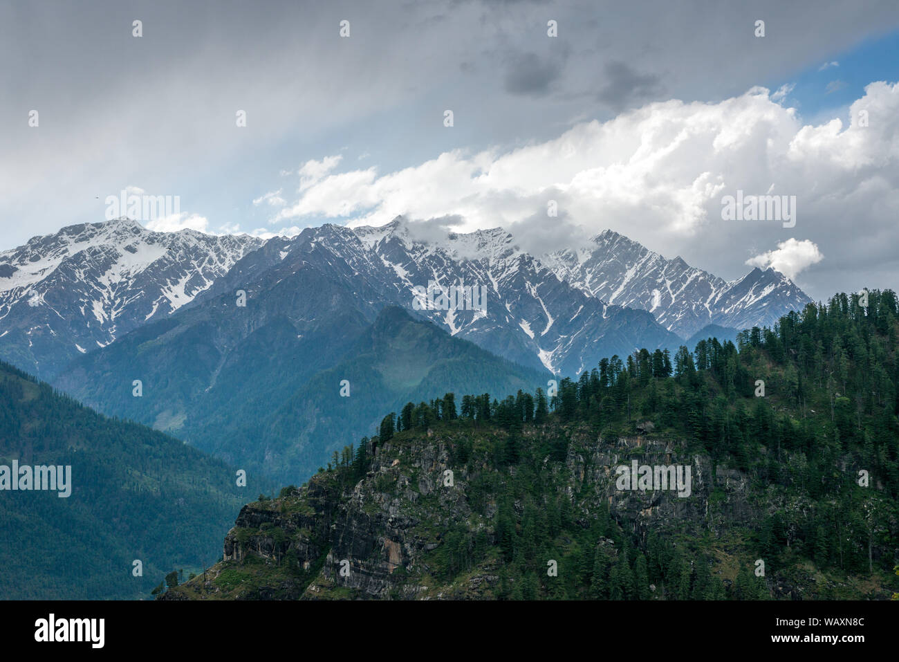 Deodar forest himachal hi-res stock photography and images - Alamy