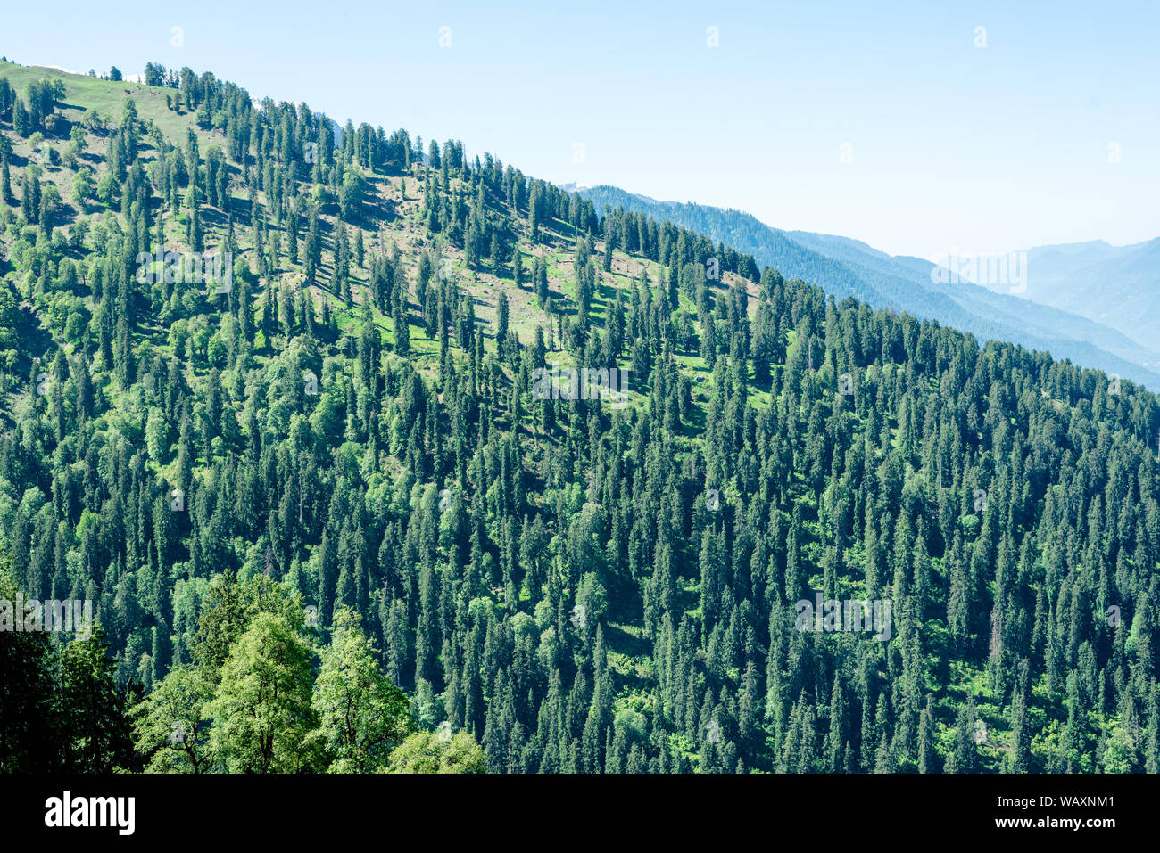 Beautiful View of Himalayas mountains and deodar tree Stock Photo - Alamy