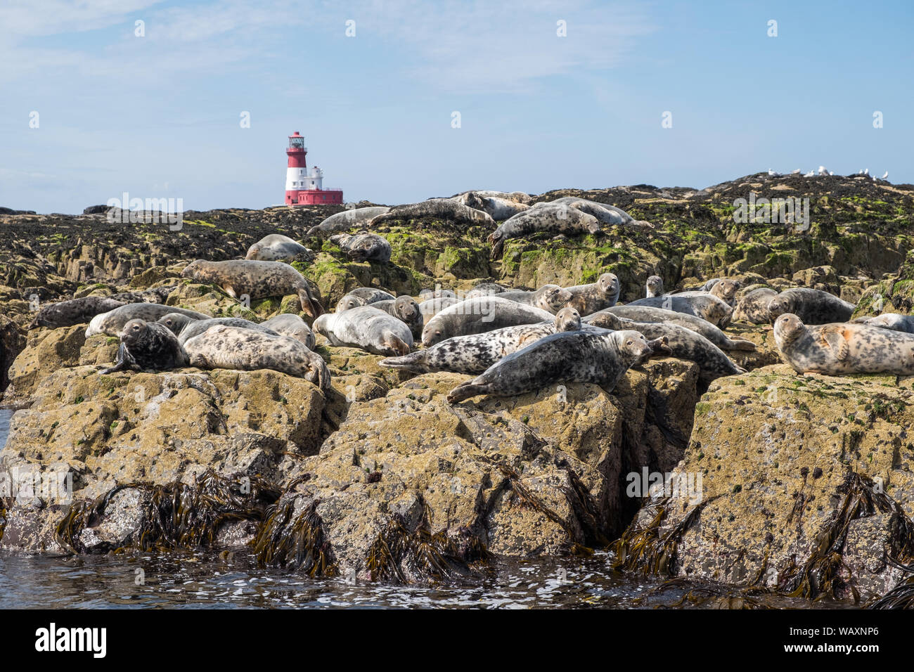 The Farne Islands are a group of small islands off the coast of ...