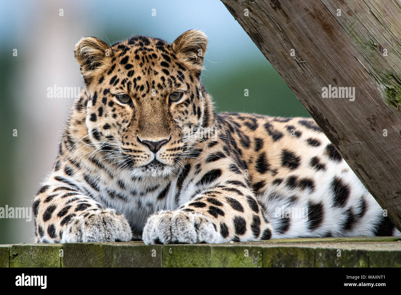 Amur Leopard close up natural Stock Photo - Alamy