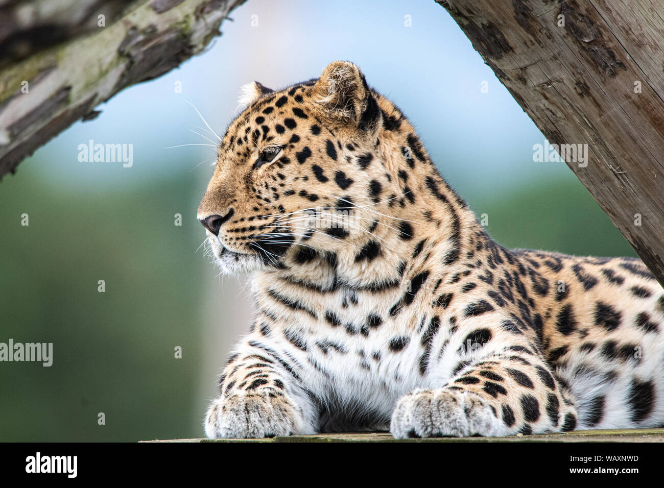 Amur Leopard close up natural Stock Photo - Alamy