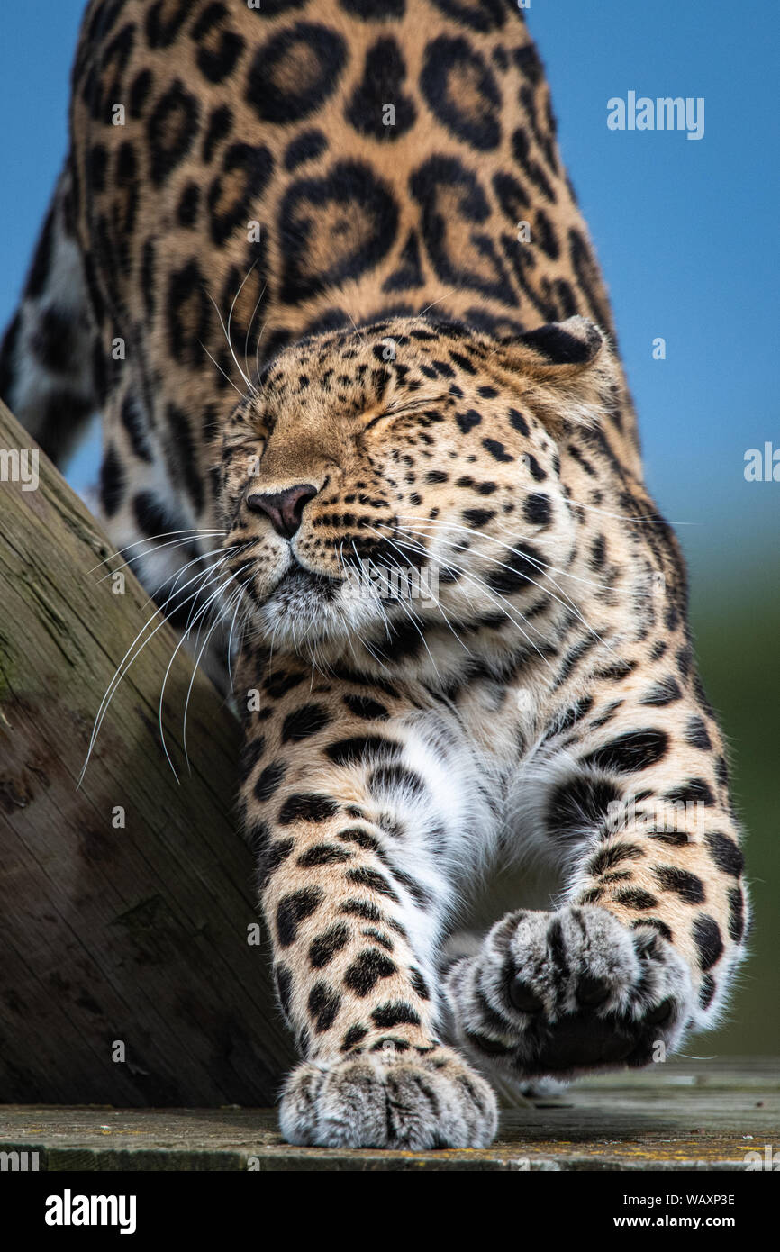Amur leopard hunting hi-res stock photography and images - Alamy