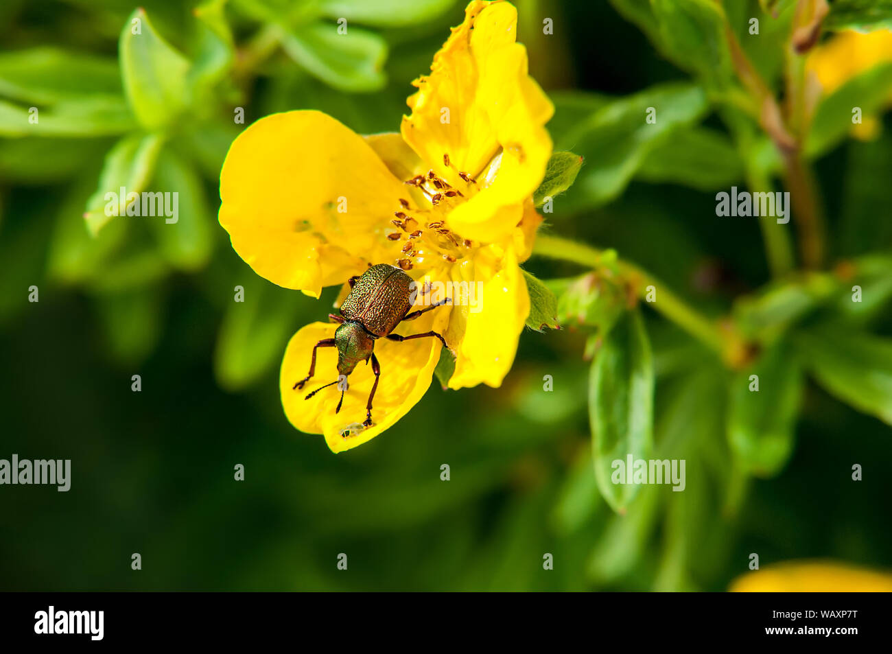 Insect weevil sitting in yellow flower Stock Photo - Alamy