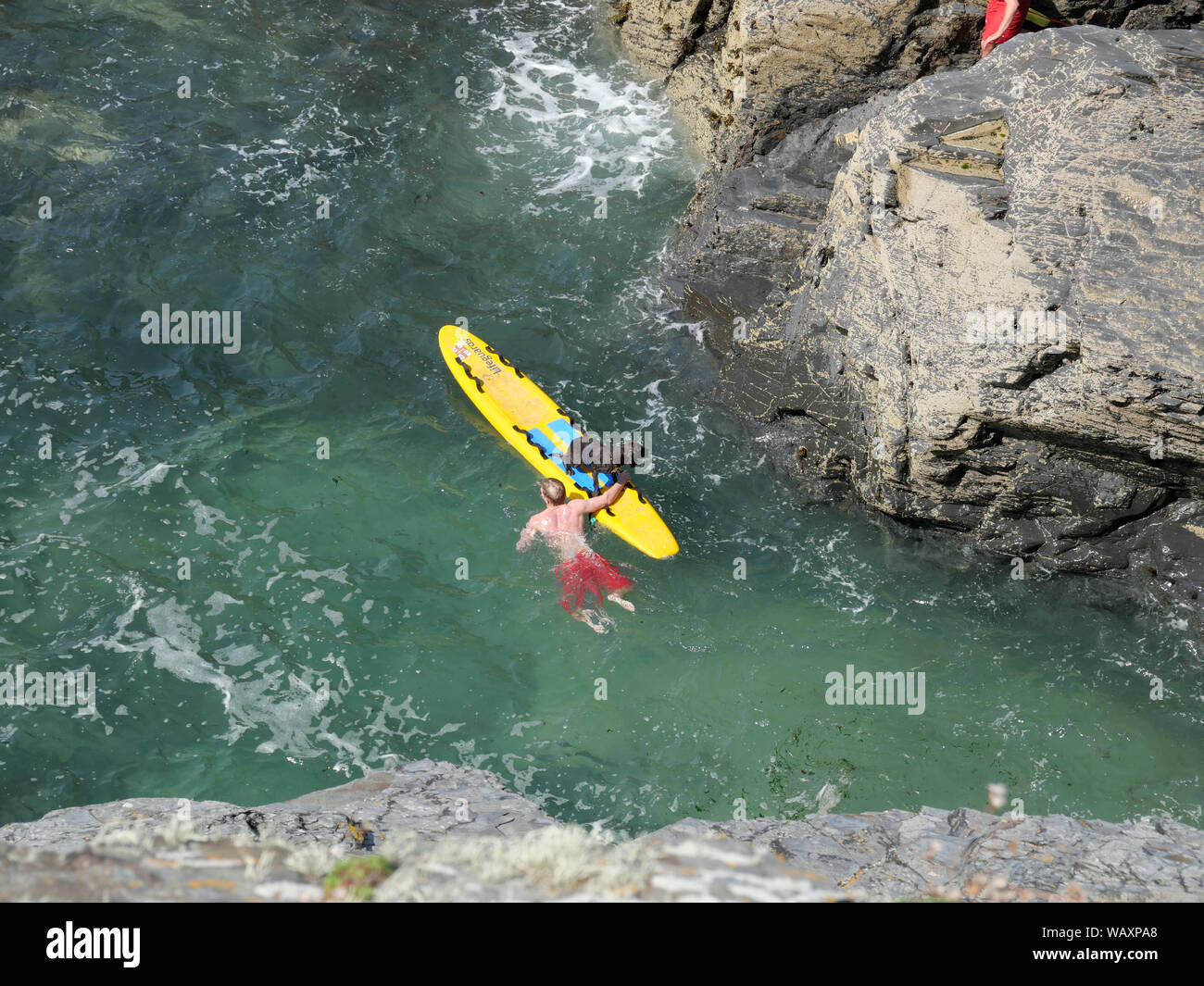 Lifeguard dog hi-res stock photography and images - Alamy