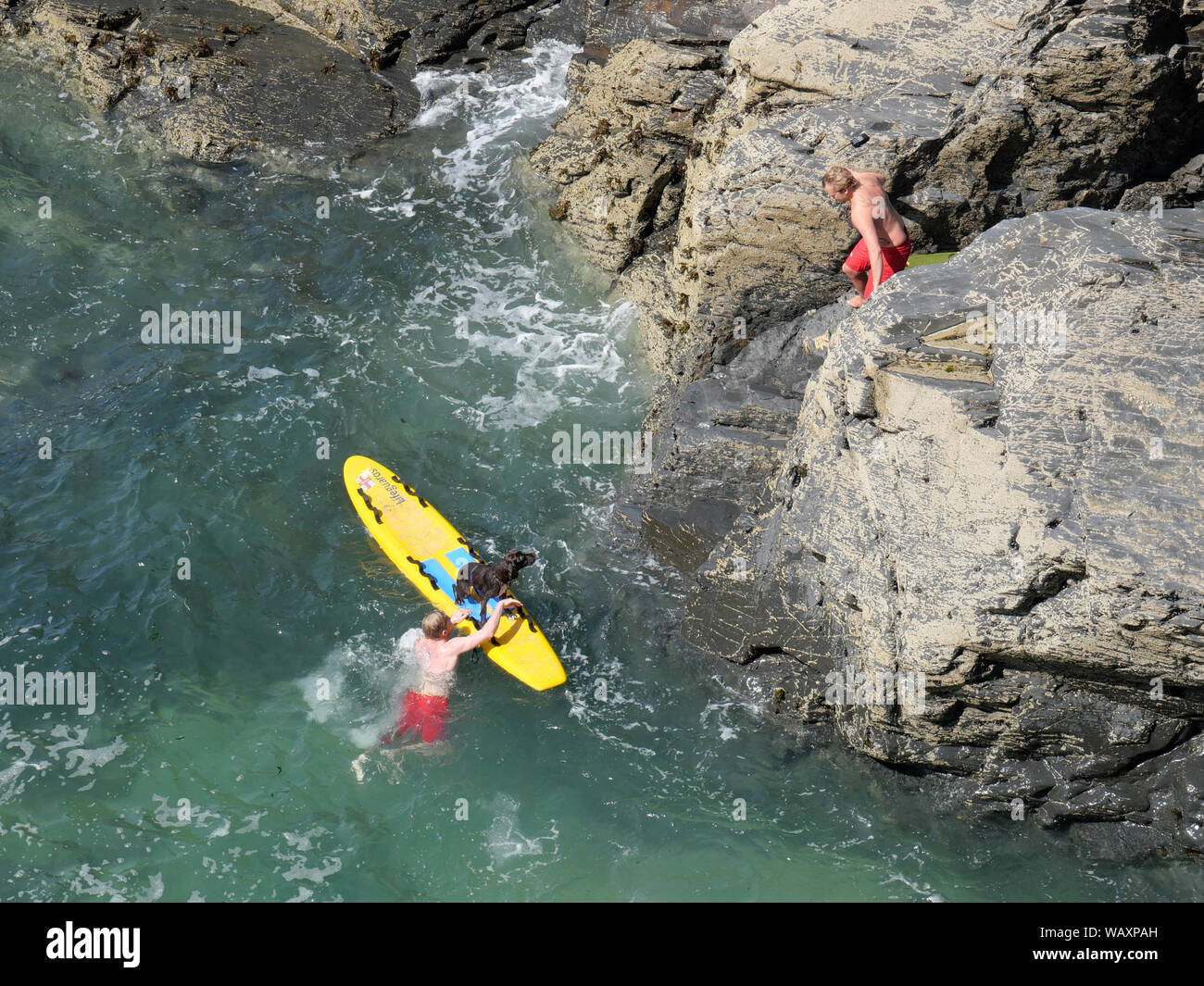 Lifeguard dog hi-res stock photography and images - Alamy